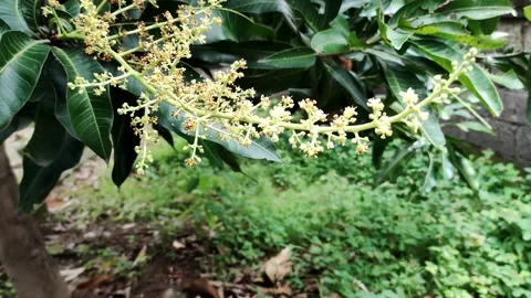 mango tree flower texture swaying in the... | Stock Video | Pond5