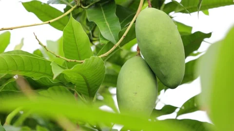 Mango on the tree, green mango on the tr... | Stock Video | Pond5