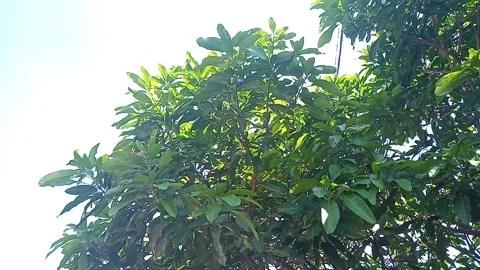 Mango tree leaves | Stock Video | Pond5