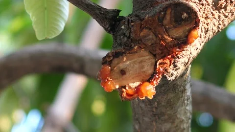 Mango tree sap in nature background with... | Stock Video | Pond5