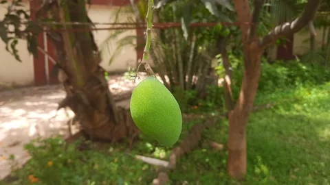 Mango tree with small mangoes hanging. | Stock Video | Pond5