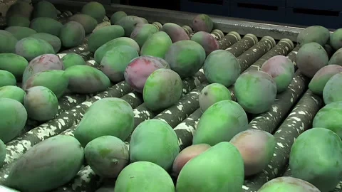 Mangoes fruit in packaging line13 85 4K | Stock Video | Pond5