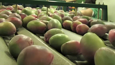 Mangoes rolling in a industrial line of ... | Stock Video | Pond5