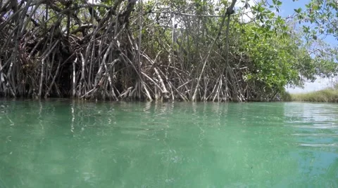 A mangrove forest on side of ancient May... | Stock Video | Pond5