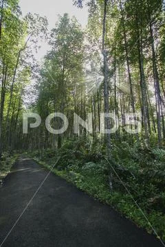 Mangrove growing big root plant in the sea. Ecosystem and enviromental ...