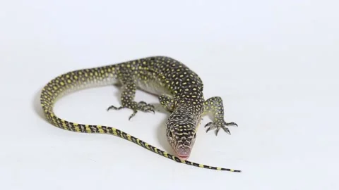 The mangrove monitor or Western Pacific ... | Stock Video | Pond5