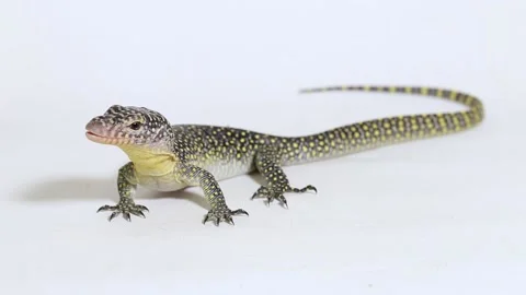 The mangrove monitor or Western Pacific ... | Stock Video | Pond5