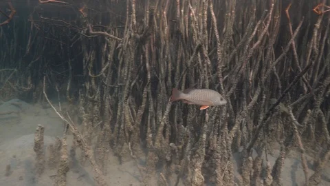Mangrove red snapper (Lutjanus argentima... | Stock Video | Pond5