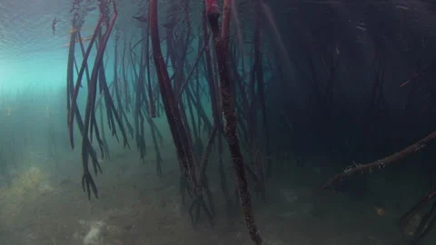 Mangrove Roots Descend Underwater in a M... | Stock Video | Pond5