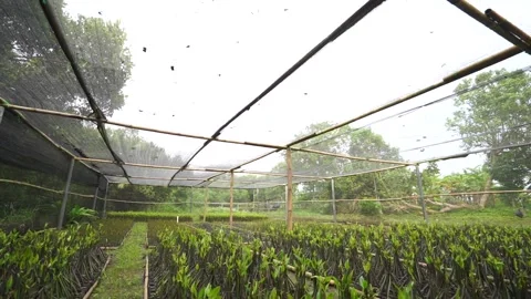 Mangrove seeds, young mangrove in the fi... | Stock Video | Pond5