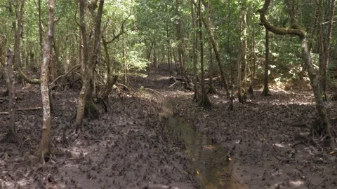 Mangrove Swamp With Flowing Stream In Da... | Stock Video | Pond5