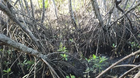 Mangrove Swamp, Forest Soil, Tangles and... | Stock Video | Pond5