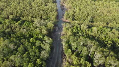 Mangrove tree forest is cut down | Stock Video | Pond5