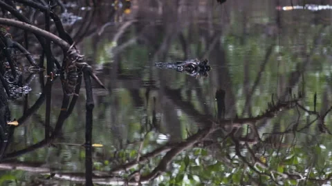 Mangrove tree roots in stagnant jungle w... | Stock Video | Pond5