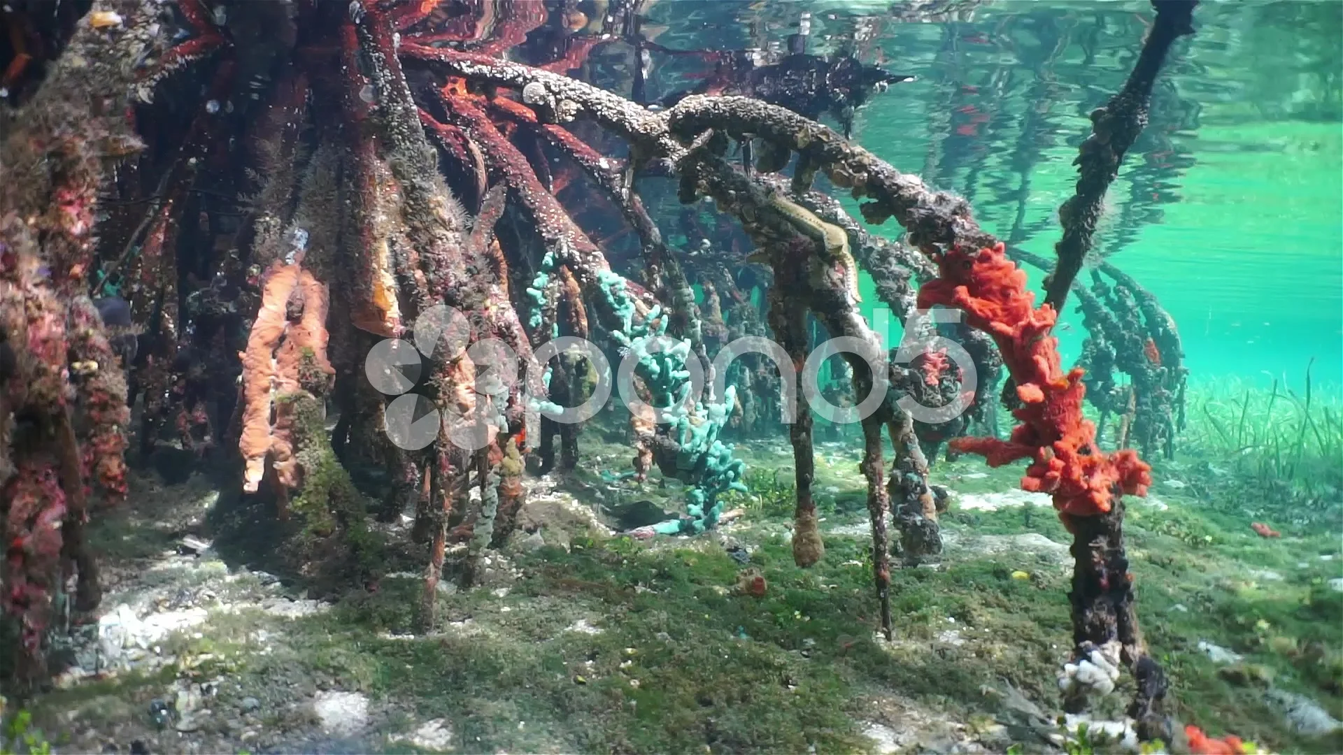 Underwater Tree Roots