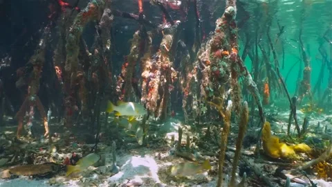 Mangrove tree roots underwater with fish... | Stock Video | Pond5
