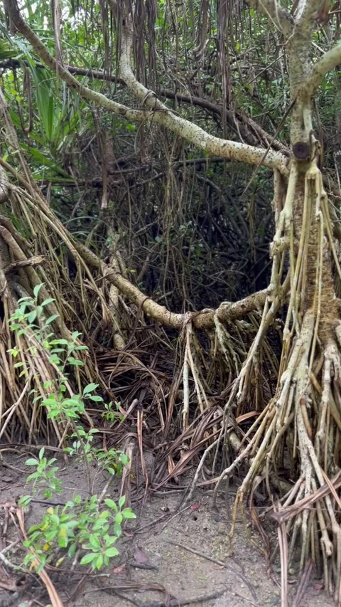 mangrove tree roots,Po Kwu Wan,SaiKung | Stock Video | Pond5