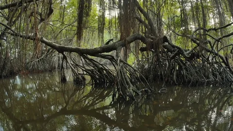 Mangrove tree trunk reflects in river wa... | Stock Video | Pond5