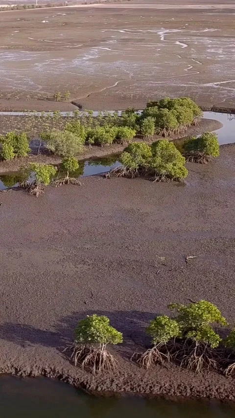 Mangrove trees along river, mud around, ... | Stock Video | Pond5