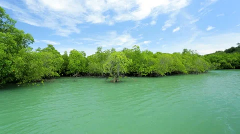 Mangrove trees growing in coastal region... | Stock Video | Pond5