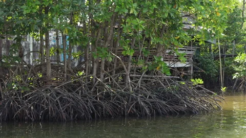 mangrove trees plant. The red mangrove (... | Stock Video | Pond5