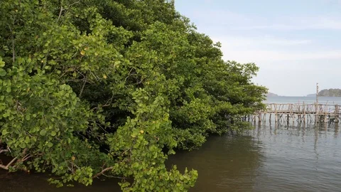 Mangrove Trees Standing In Muddy water W... | Stock Video | Pond5