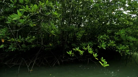 Mangrove trees timber used for boats hou... | Stock Video | Pond5