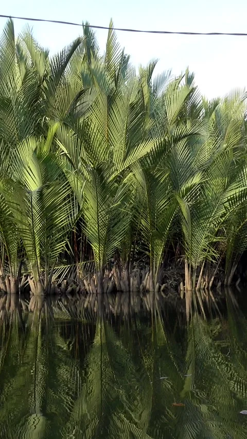 Mangroves and nipa palm trees near Kampo... | Stock Video | Pond5