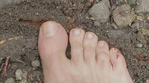 Mans foot stands on fire ants. | Stock Video | Pond5