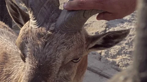 Man Screwing Sheep Stock Footage ~ Royalty Free Stock Videos | Pond5