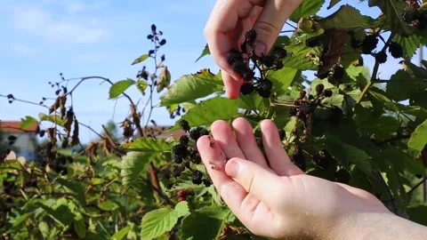 Bush Showing Stock Videos – Royalty-Free HD & 4K Videos | Page 2