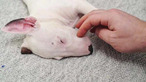 a man's hand strokes a mini bull terrier... | Stock Video | Pond5