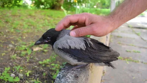 Man's hand stroking a cute little crow c... | Stock Video | Pond5