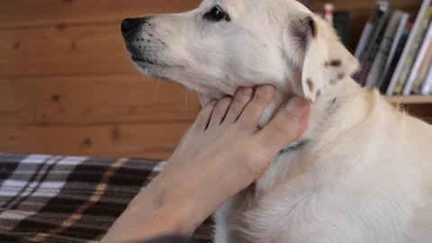 Dog Scratching Stock Footage ~ Royalty Free Stock Videos | Pond5