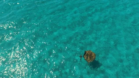 Manta Ray and Cobia off Palm Beach Flori... | Stock Video | Pond5