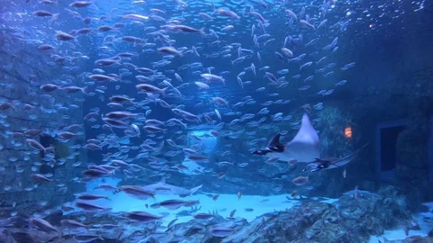 Manta Ray and shark in Aquarium at Seawo... | Stock Video | Pond5