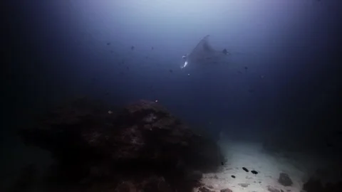 Manta ray on a coral reef cleaning stati... | Stock Video | Pond5