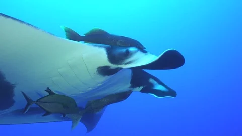 Manta Ray Stock Footage ~ Royalty Free Stock Videos | Pond5
