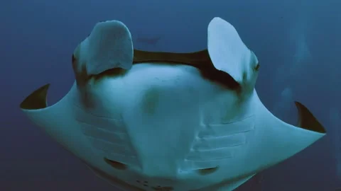 Manta ray flies over camera, underwater ... | Stock Video | Pond5
