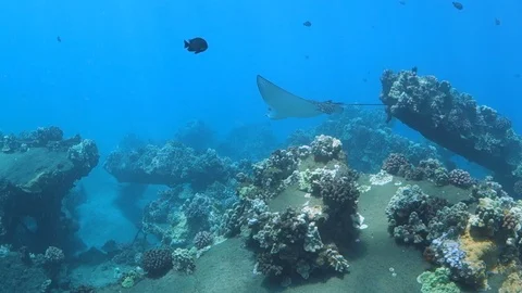Manta Ray Floats Through Clear Blue Ocea... | Stock Video | Pond5
