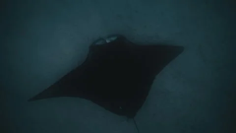 Manta ray glides along bottom of ocean w... | Stock Video | Pond5