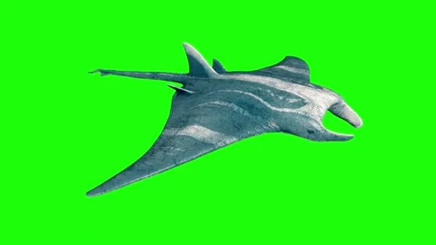 Manta Ray Swim Loop Green Screen 3D Rend... | Stock Video | Pond5