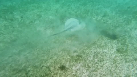 Manta ray swimming on the bottom of the ... | Stock Video | Pond5