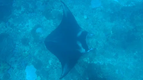 Manta Ray Top down swim past in Bali | Stock Video | Pond5