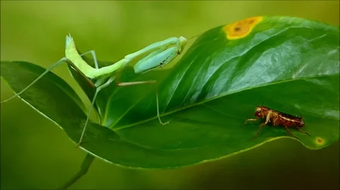 Mantis Stock Video Footage | Royalty Free Mantis Videos | Pond5