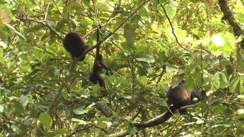 Mantle Moving Stock Videos – Royalty-Free HD & 4K Videos | Pond5