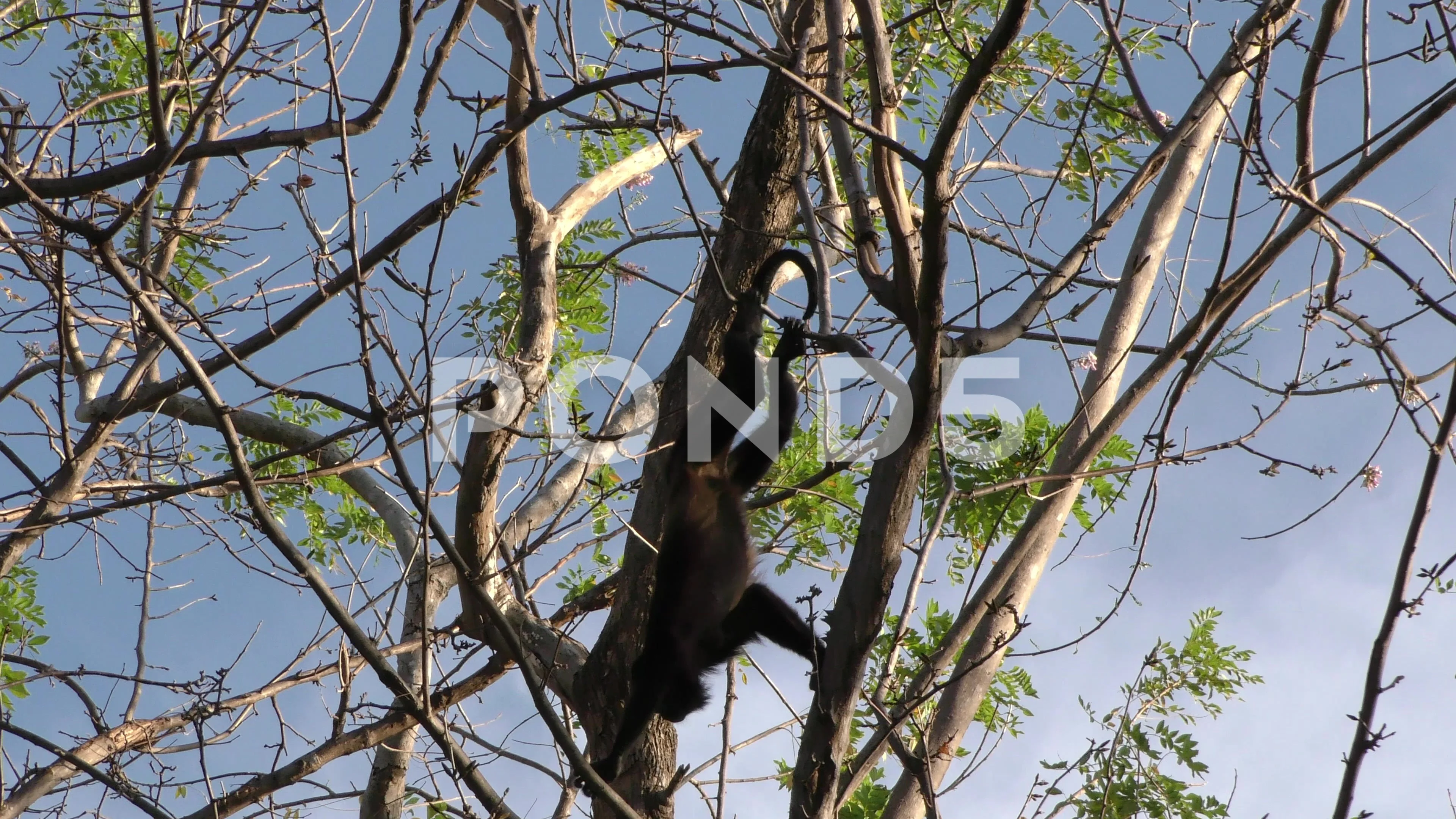Howler Monkey Eating Flower