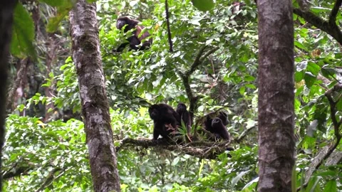 Mantled Howler Monkey Troop Monkeys in C... | Stock Video | Pond5