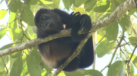 Mantled Howler Monkey Yawning Open Mouth... | Stock Video | Pond5