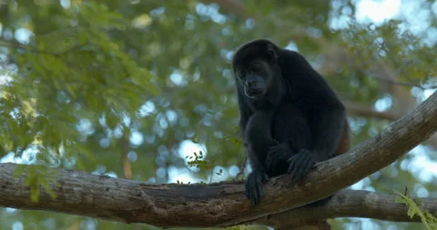 Monkey Yawning Stock Video Footage | Royalty Free Monkey Yawning Videos ...